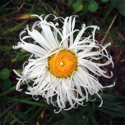 Fibonacci numbers in nature Fibonacci numbers in nature